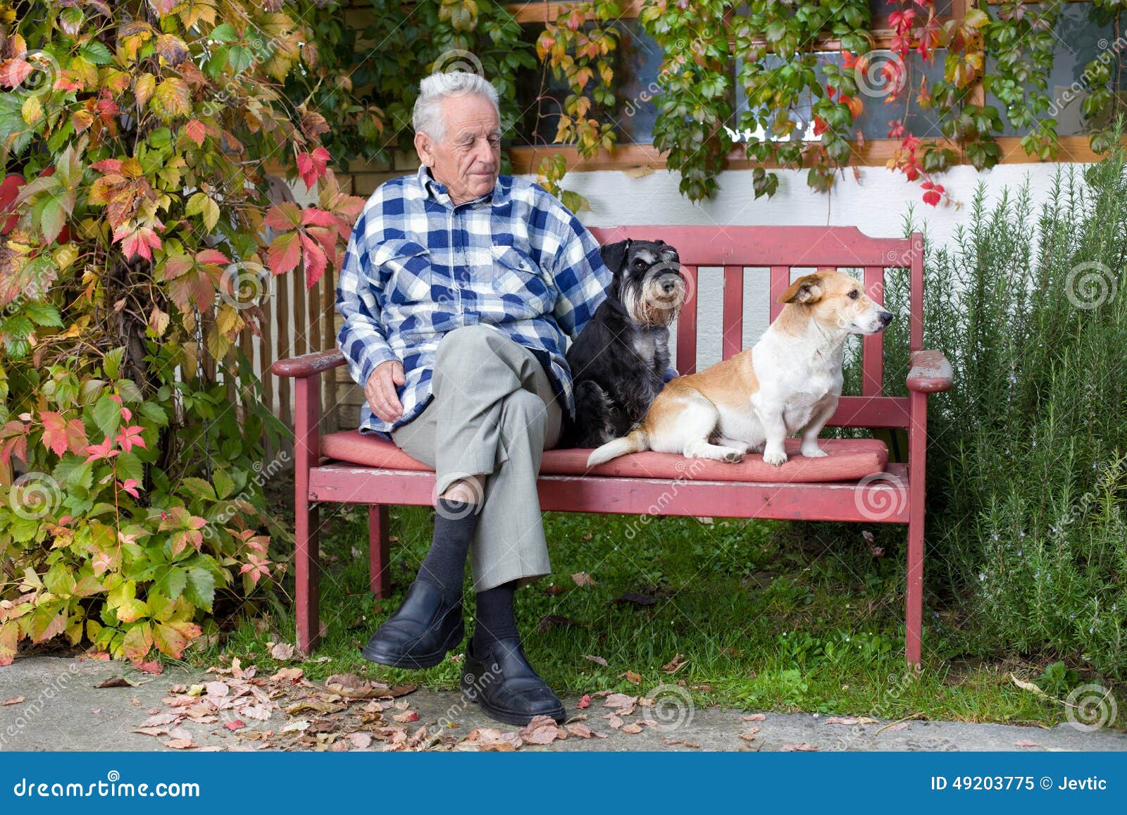 Senior man with dogs stock image. Image of bench, face - 49203775