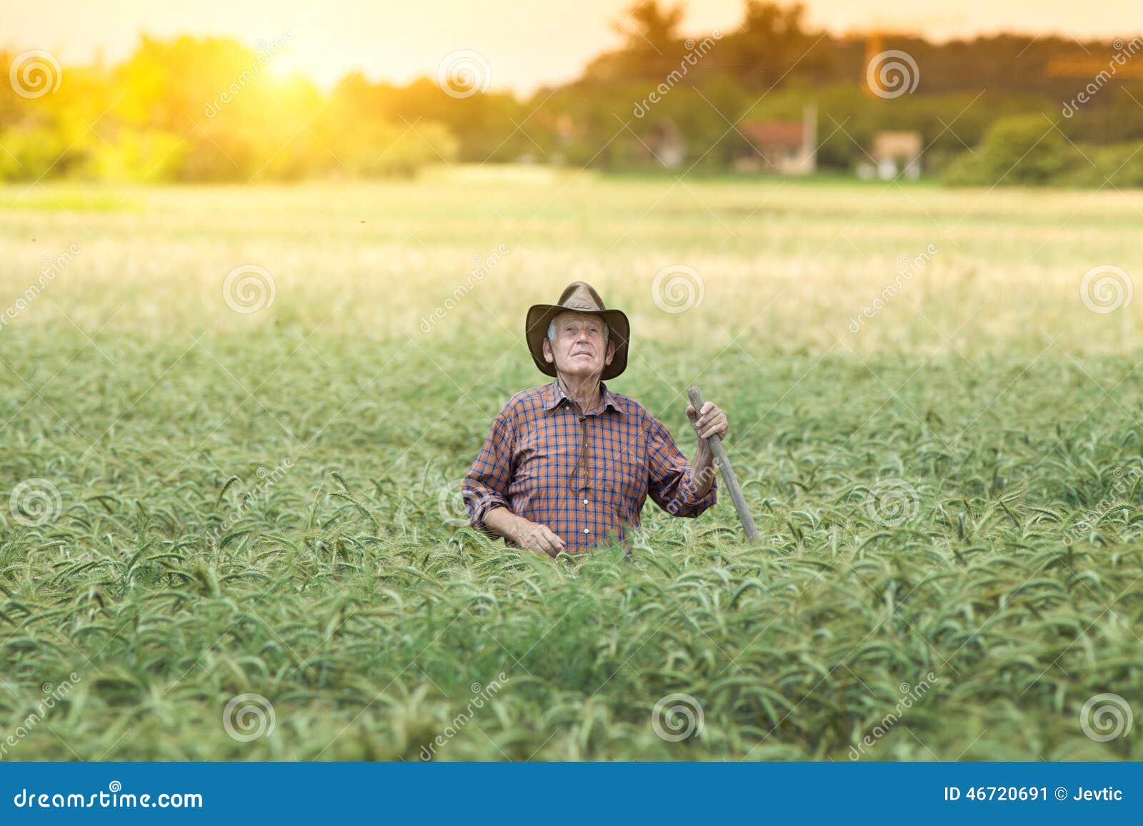 Senior man in the field stock image. Image of hard, cultivation - 46720691