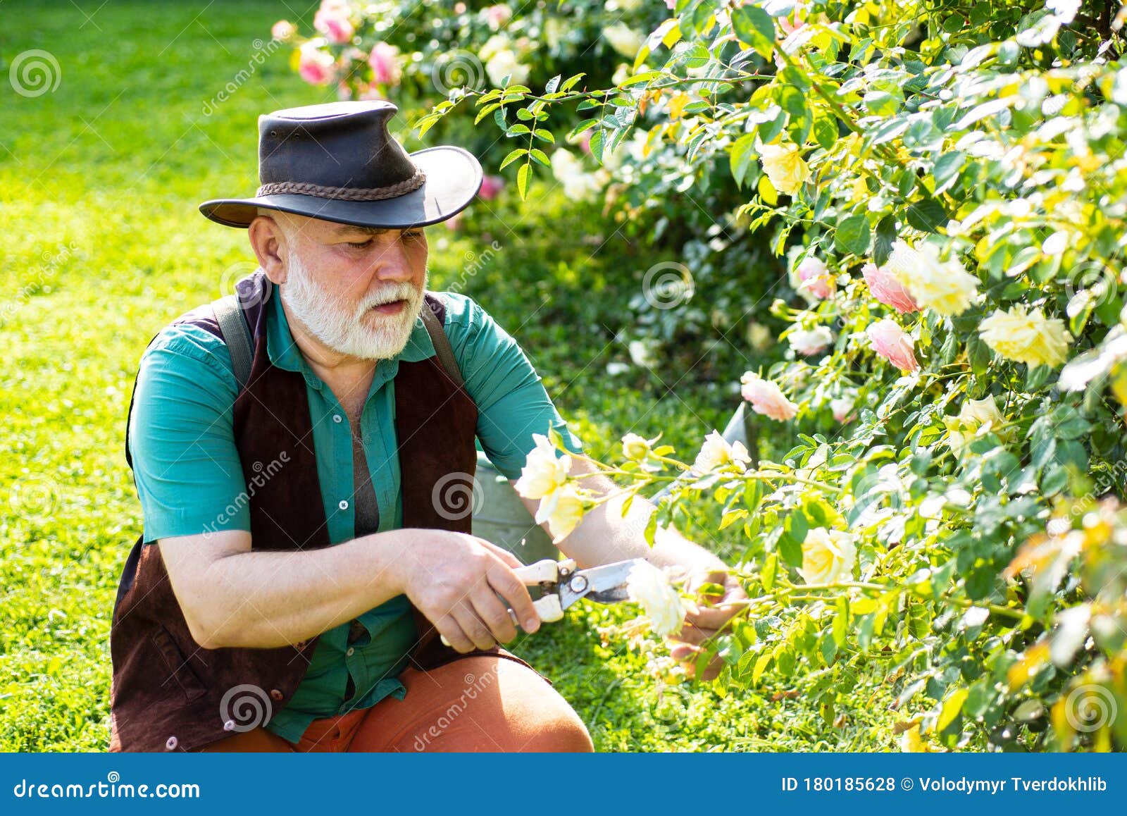 Senior Man Gardening in the Backyard Garden. Old Man Working in Garden ... Senior Man Gardening in the Backyard Garden. Old Man Working in Garden ...