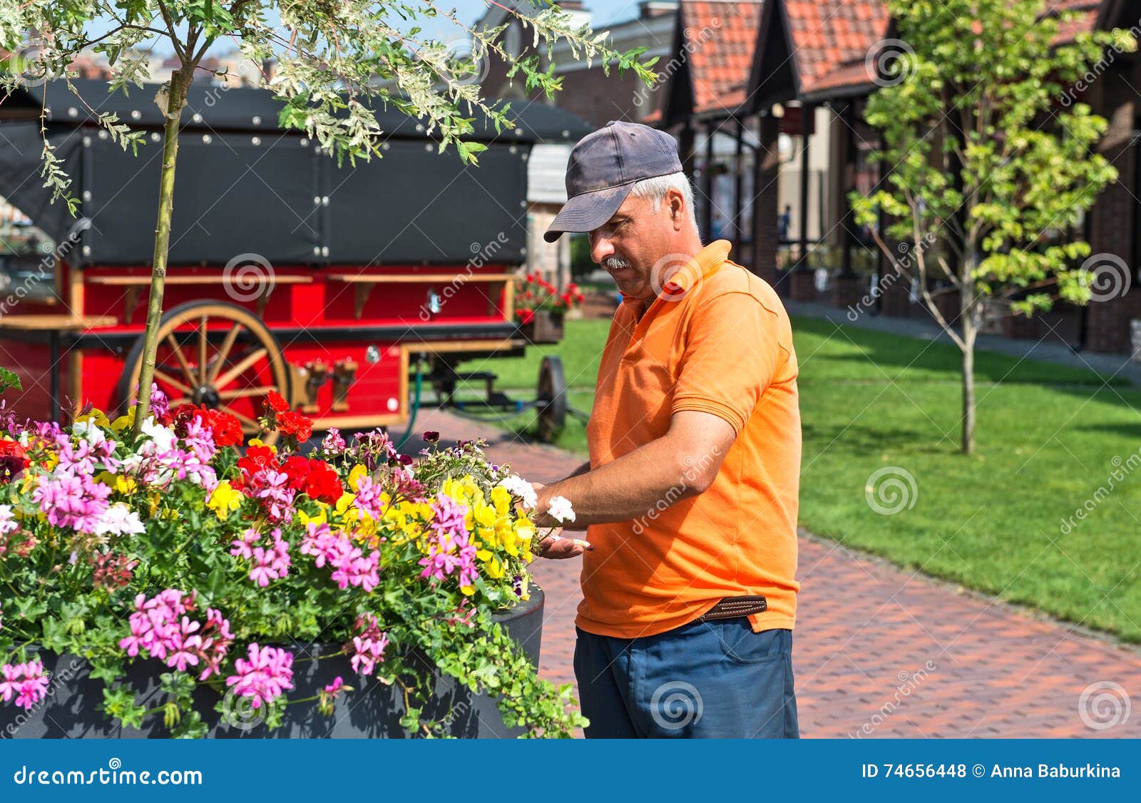 Senior man gardening stock photo. Image of older, protective - 74656448 Senior man gardening stock photo. Image of older, protective - 74656448