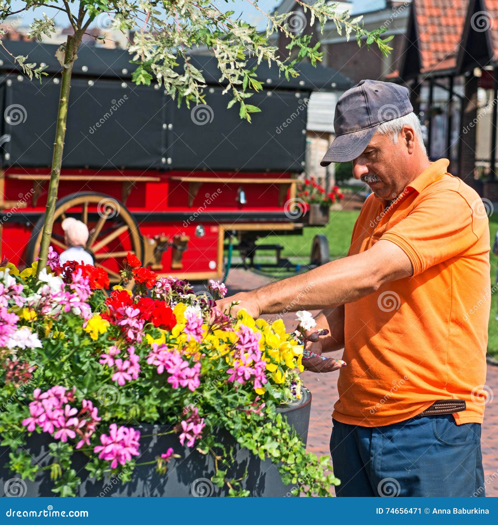 Senior man gardening stock image. Image of equipment - 74656471 Senior man gardening stock image. Image of equipment - 74656471