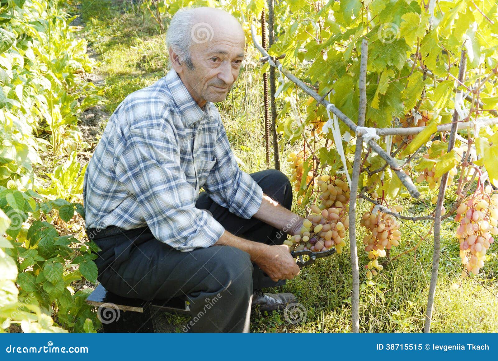 Senior man holding vine stock image. Image of bunch, cultivated - 38715515