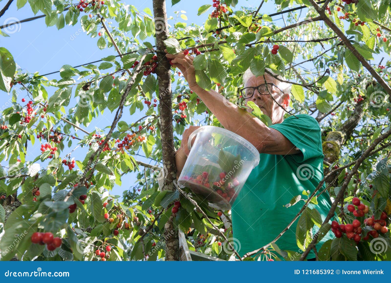 Picking Cherries in the Tree Stock Photo - Image of elder, plastic ...