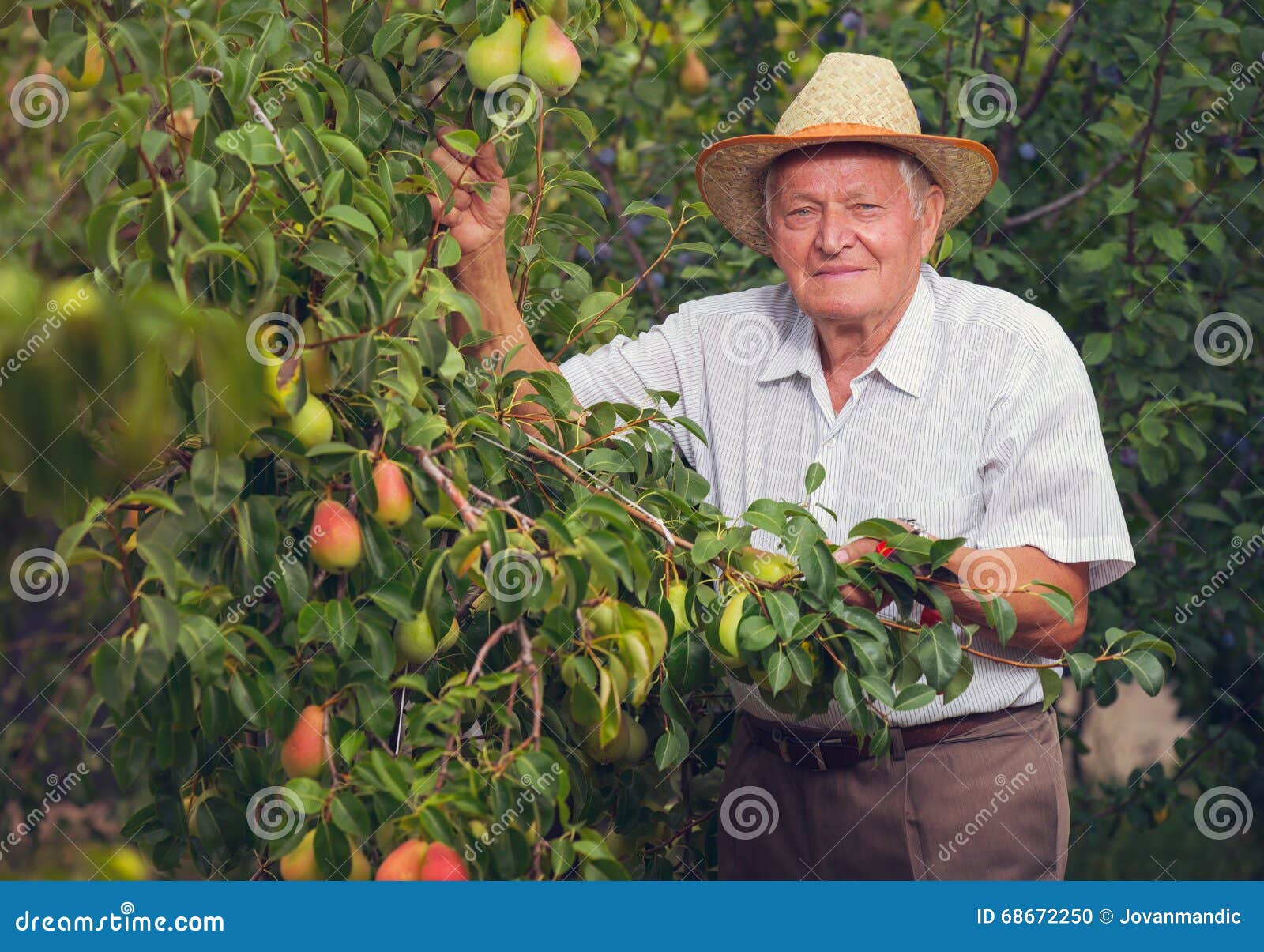 Senior man picking pears stock photo. Image of person - 68672250