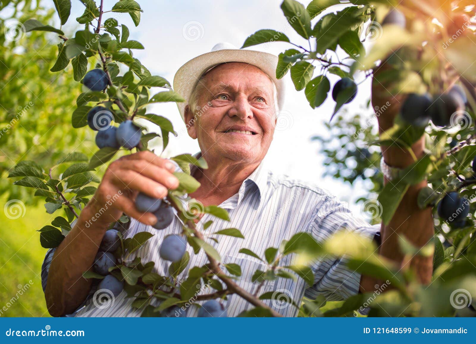 Senior man picking plums stock image. Image of light - 121648599