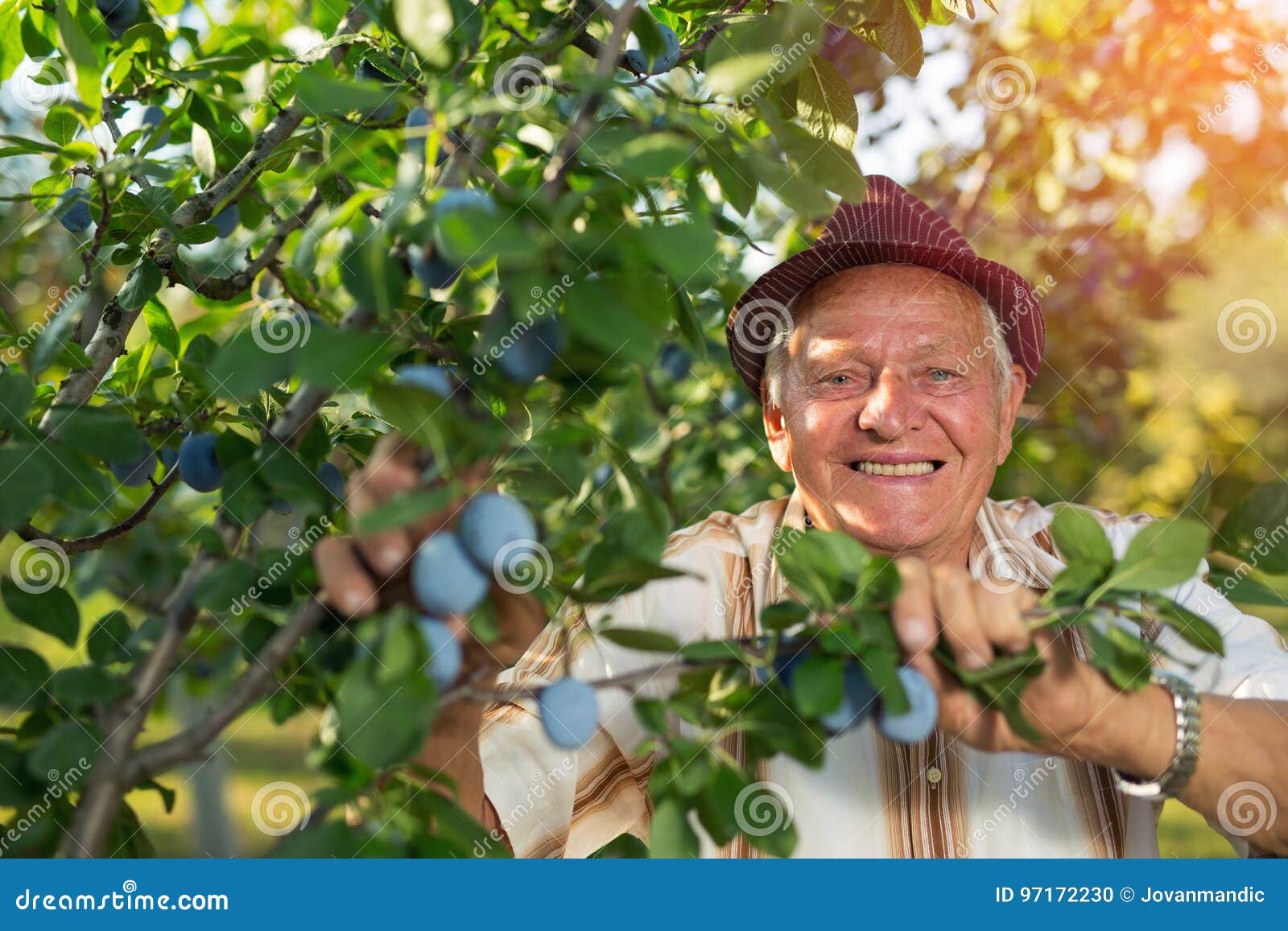 Senior man picking plums stock photo. Image of person - 97172230