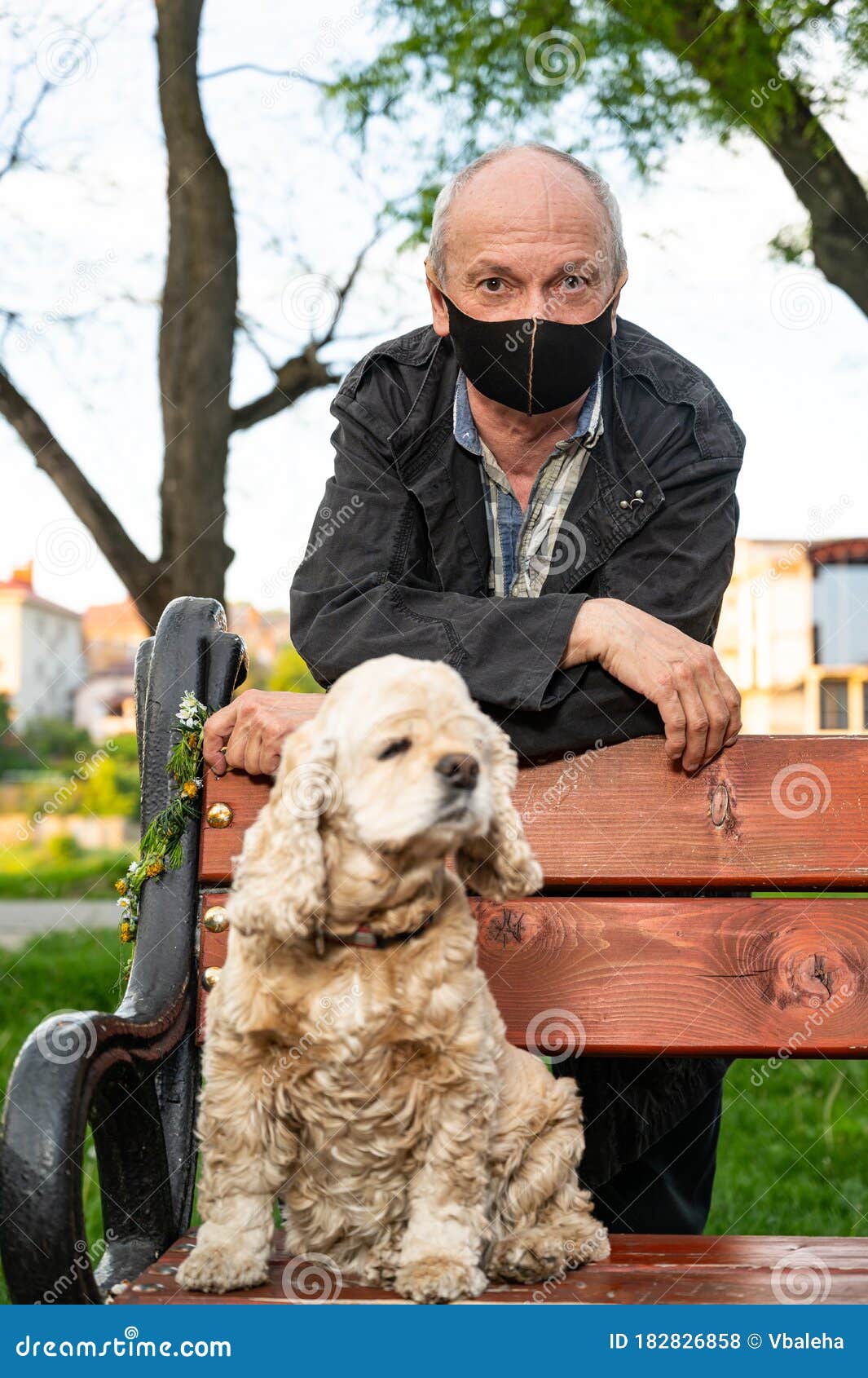 Senior Man in Protective Mask with American Cocker Spanie Stock Photo ...
