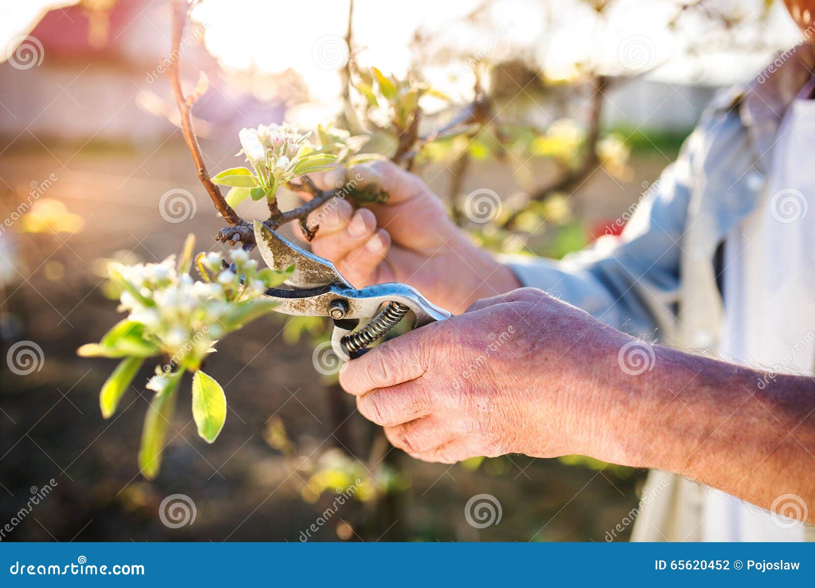 2,433 Apple Tree People Man Stock Photos - Free & Royalty-Free Stock ...