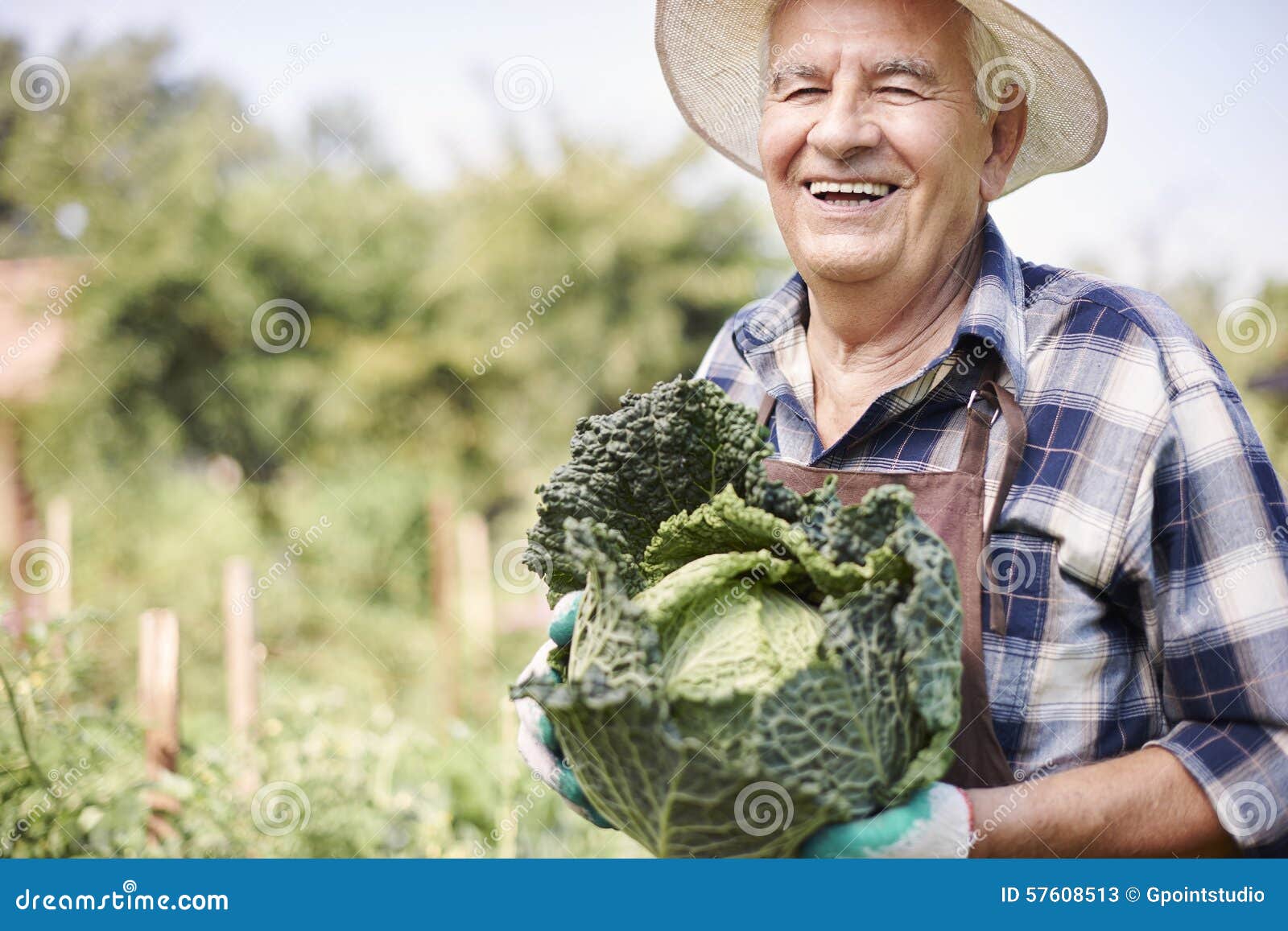 Senior Man with Raw Lettuce Stock Image - Image of camera, farmer: 57608513