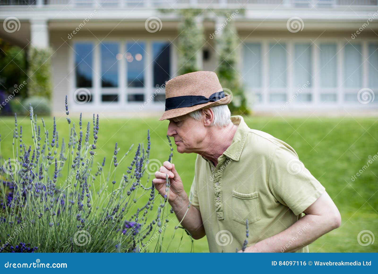 Senior Man Smelling Lavender Stock Photo - Image of smell, lawn: 84097116