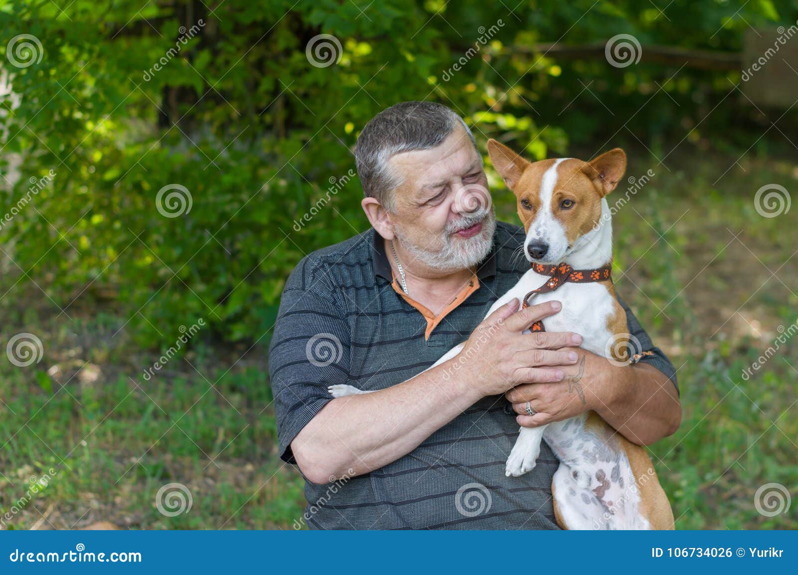 Senior Man Talking To His Cute Dog Basenji Taking it in the Hands while ... Senior Man Talking To His Cute Dog Basenji Taking it in the Hands while ...