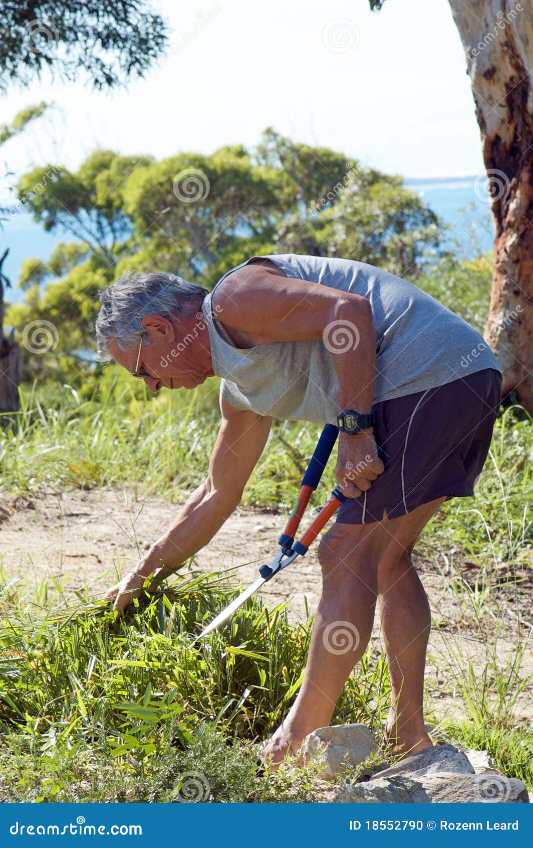 Senior man weeding stock photo. Image of garden, male - 18552790