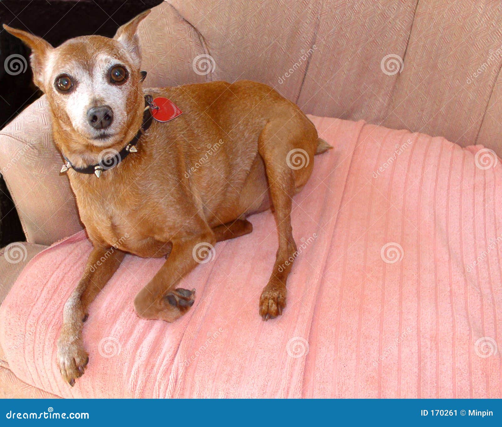Senior Miniature Pinscher stock image. Image of relaxing - 170261