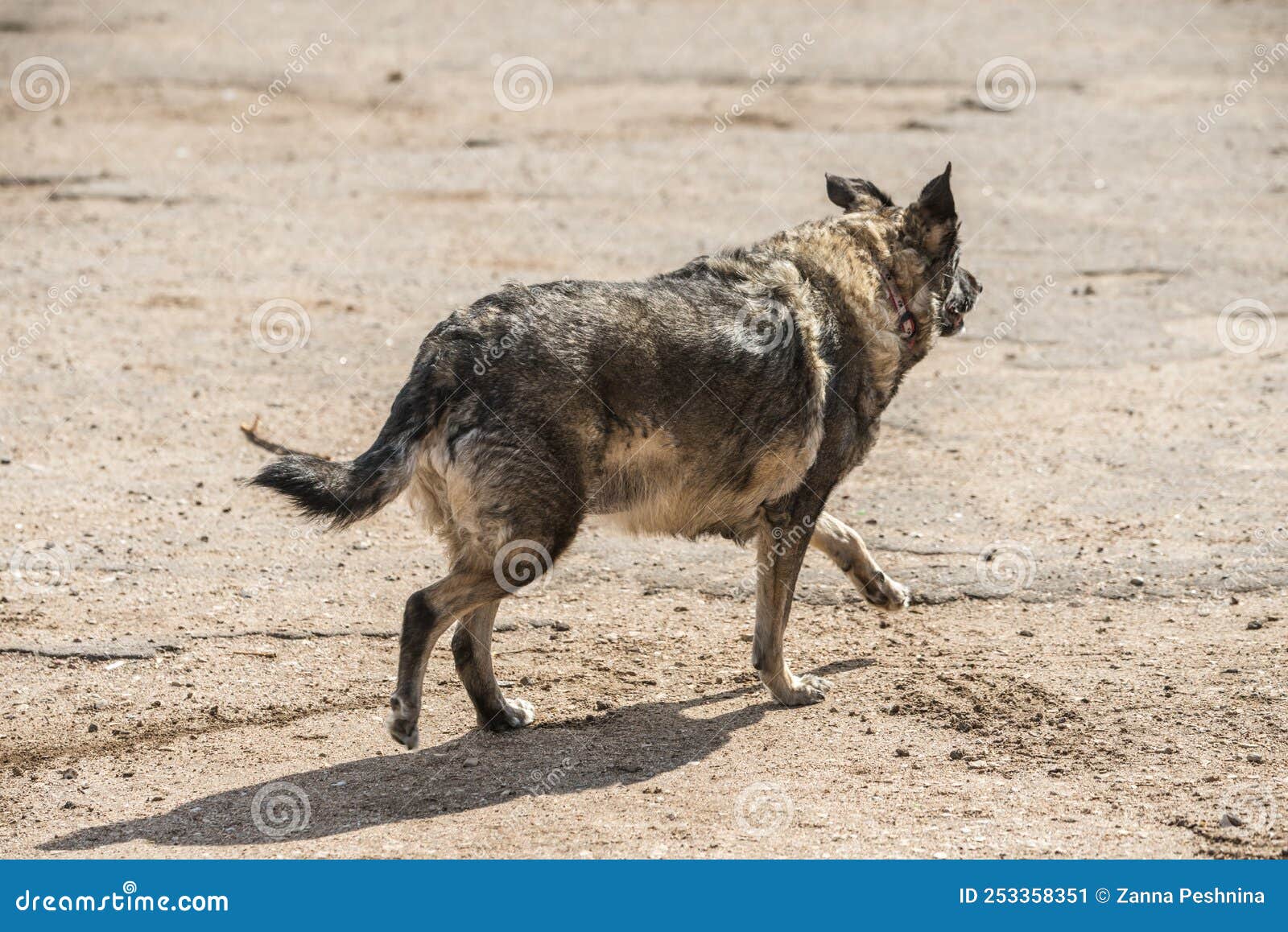 A Senior Old Dog is Walking Along the Road in Park Stock Image - Image ...