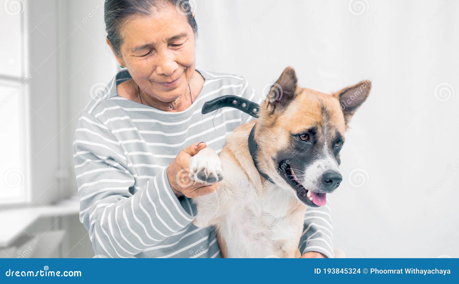 A Senior Playing with Dog in Smiling Face, White Background Copy Space ...