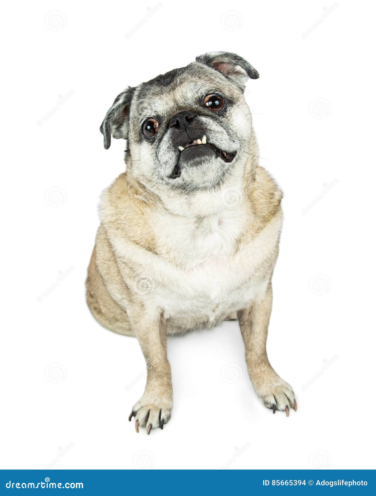 Senior Pug Breed Dog Sitting Looking Forward Stock Photo - Image of ...