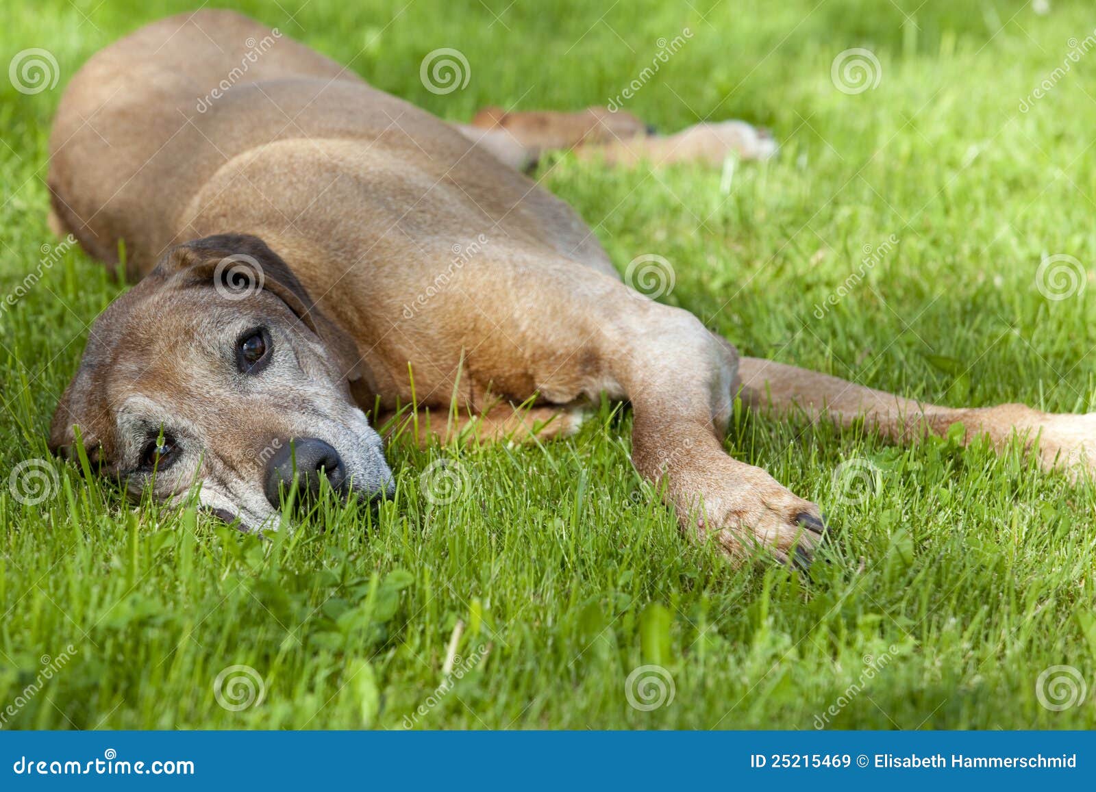 Senior Rhodesian Ridgeback Dog Stock Image - Image of expression ...