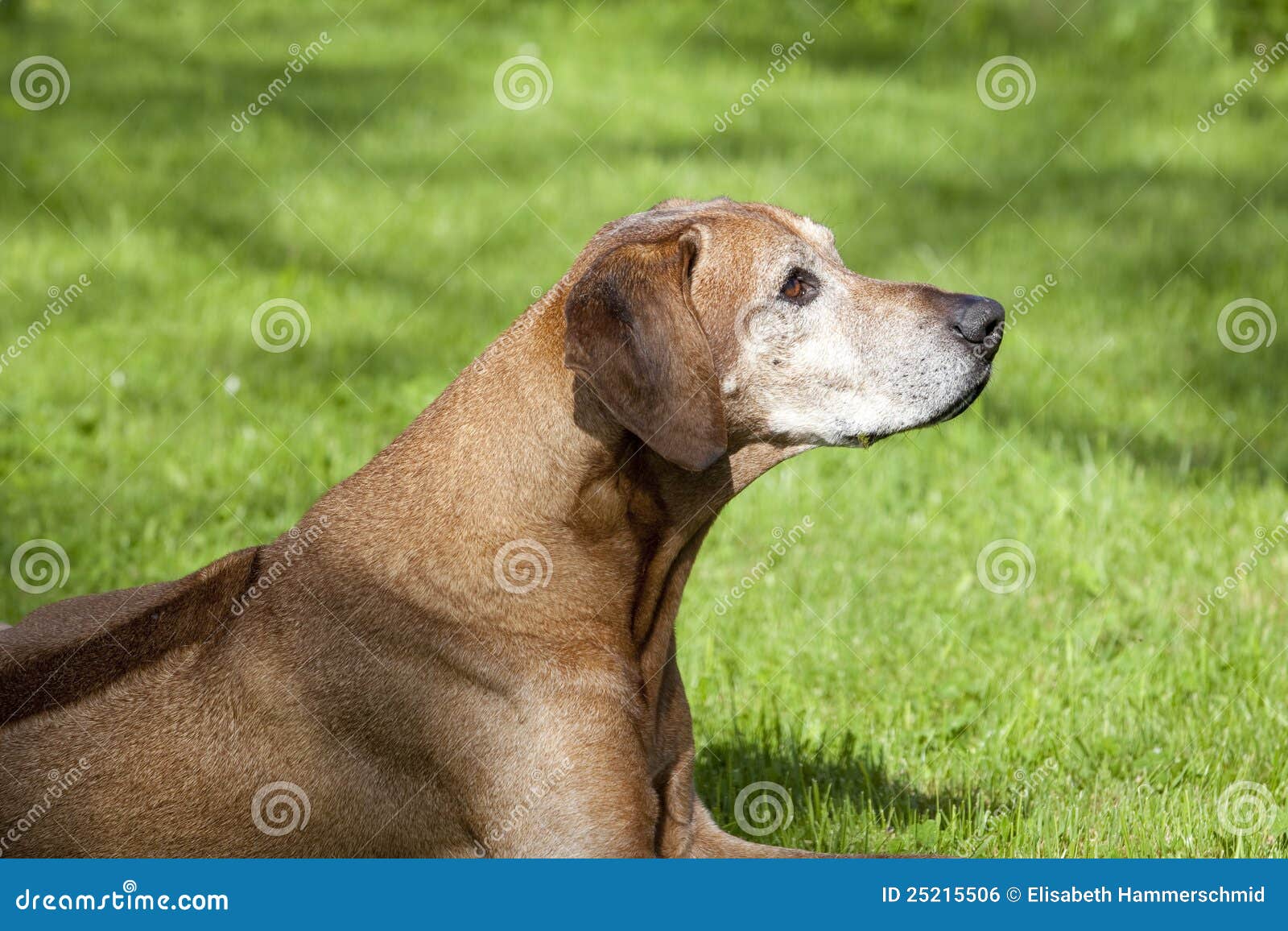 Senior Rhodesian Ridgeback Dog Portrait Stock Photo - Image of liondog ...