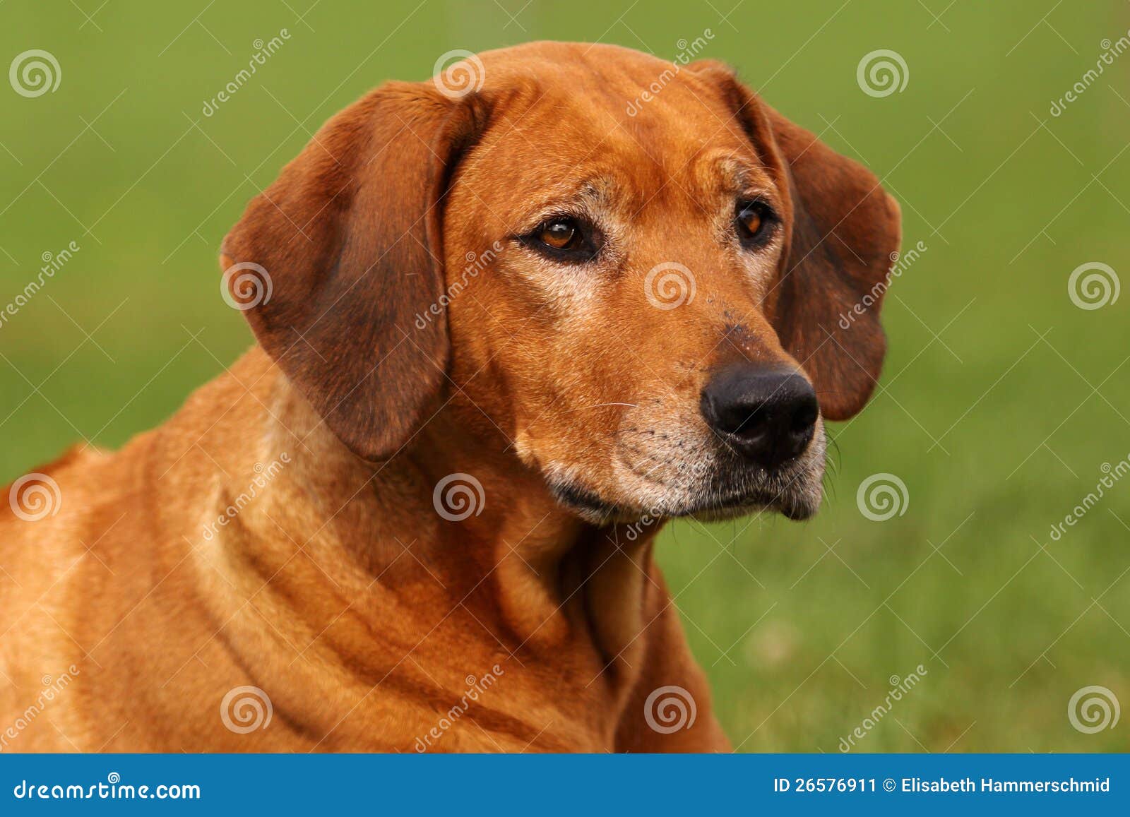Senior Rhodesian Ridgeback Female Stock Image - Image of front, full ...
