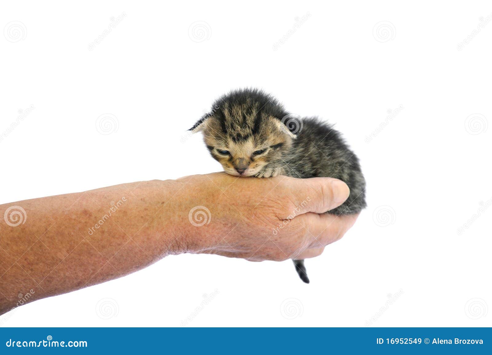Senior S Hand Holding Little Kitten Stock Image - Image of care ...