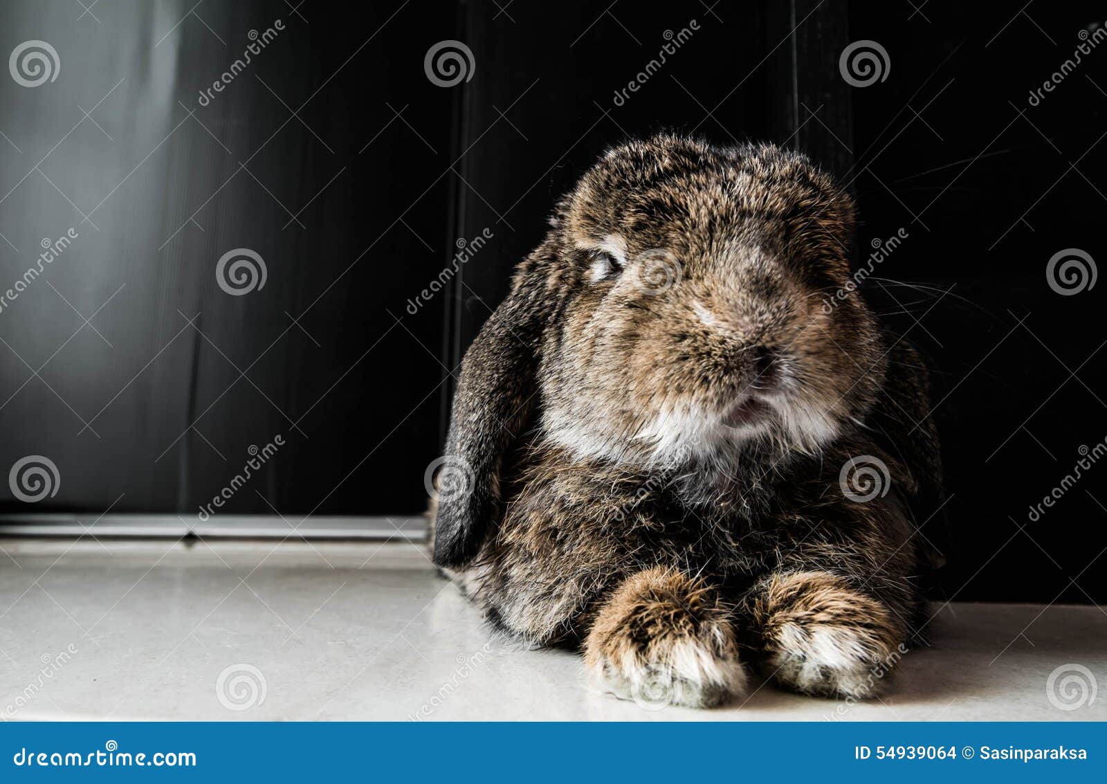 Senior smart rabbit stock photo. Image of life, muzzle - 54939064
