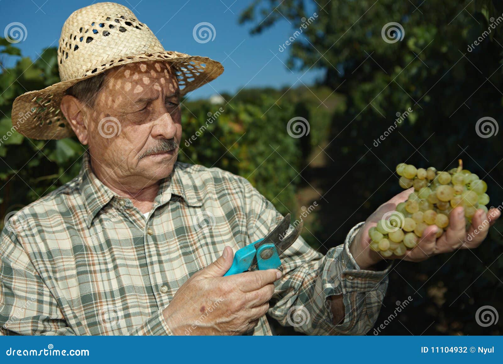 Senior Vintner Examining Grapes Stock Photo - Image of boater, grower ...