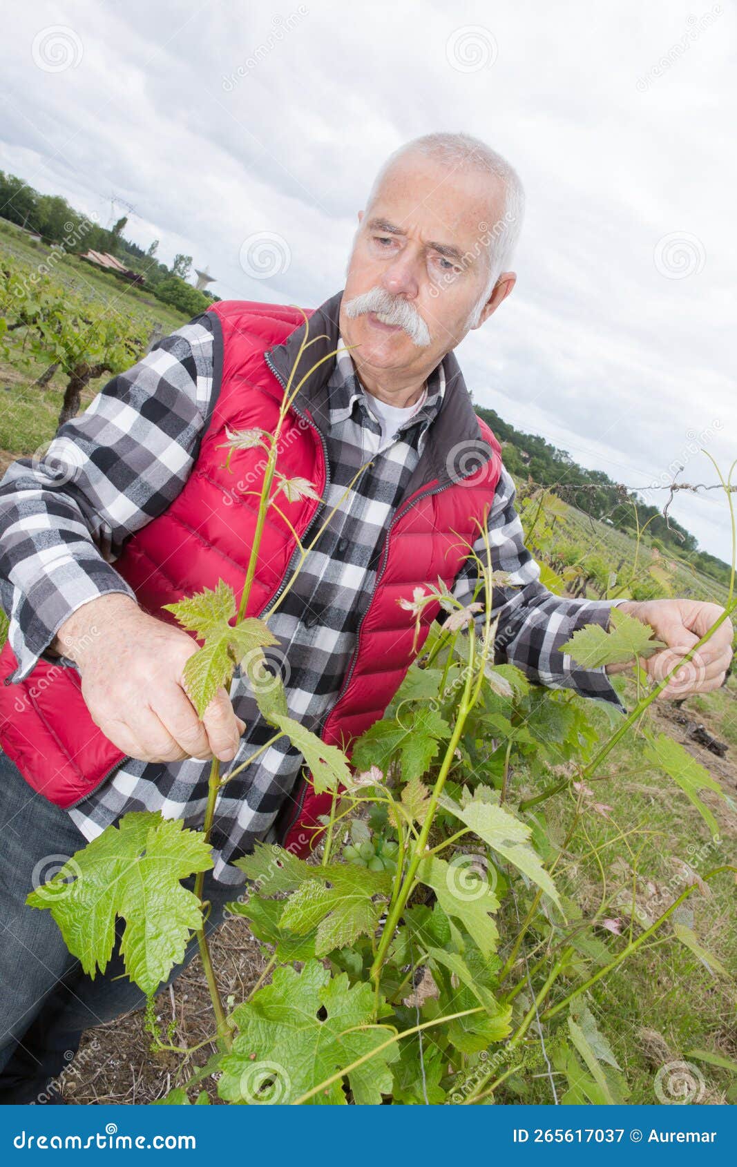 Senior Viticulturist at Grapevine Stock Image - Image of plant, autumn ...