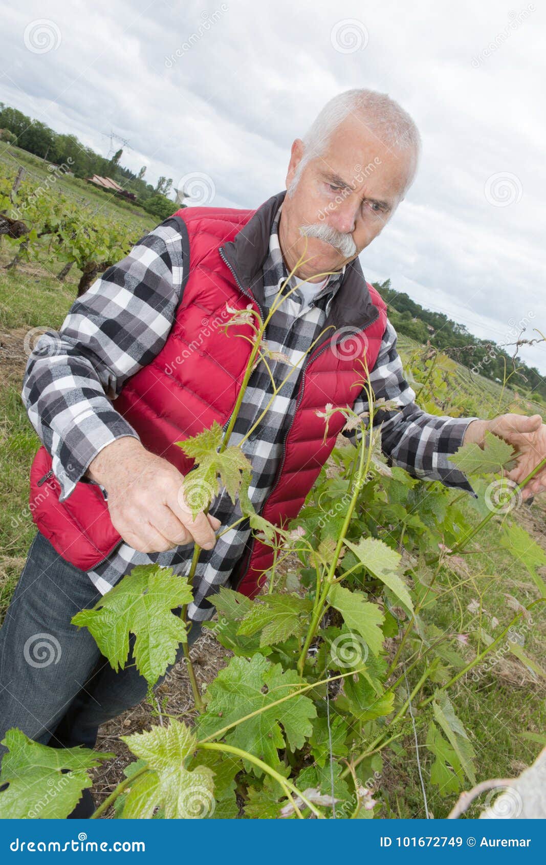 Senior Wine-maker Checking Fields Stock Image - Image of senior, nature ...