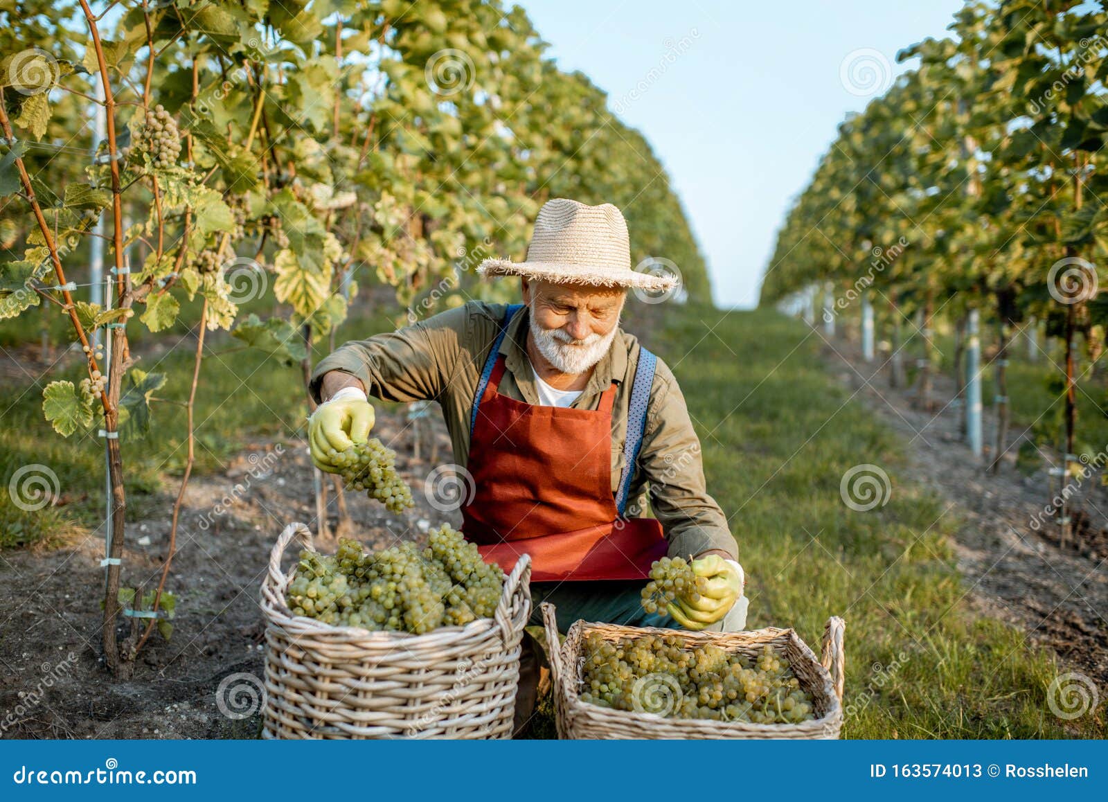 Senior Winemaker with Grapes on the Vineyard Stock Image - Image of ...