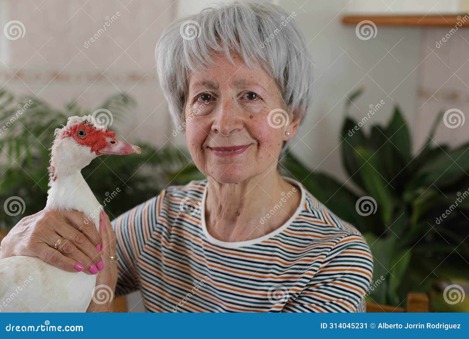 Senior woman and her duck stock image. Image of friendship - 314045231