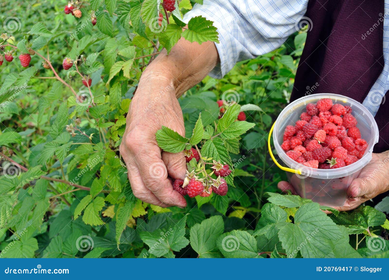 Senior Woman Picking Ripe Raspberries Stock Image - Image of plant ...