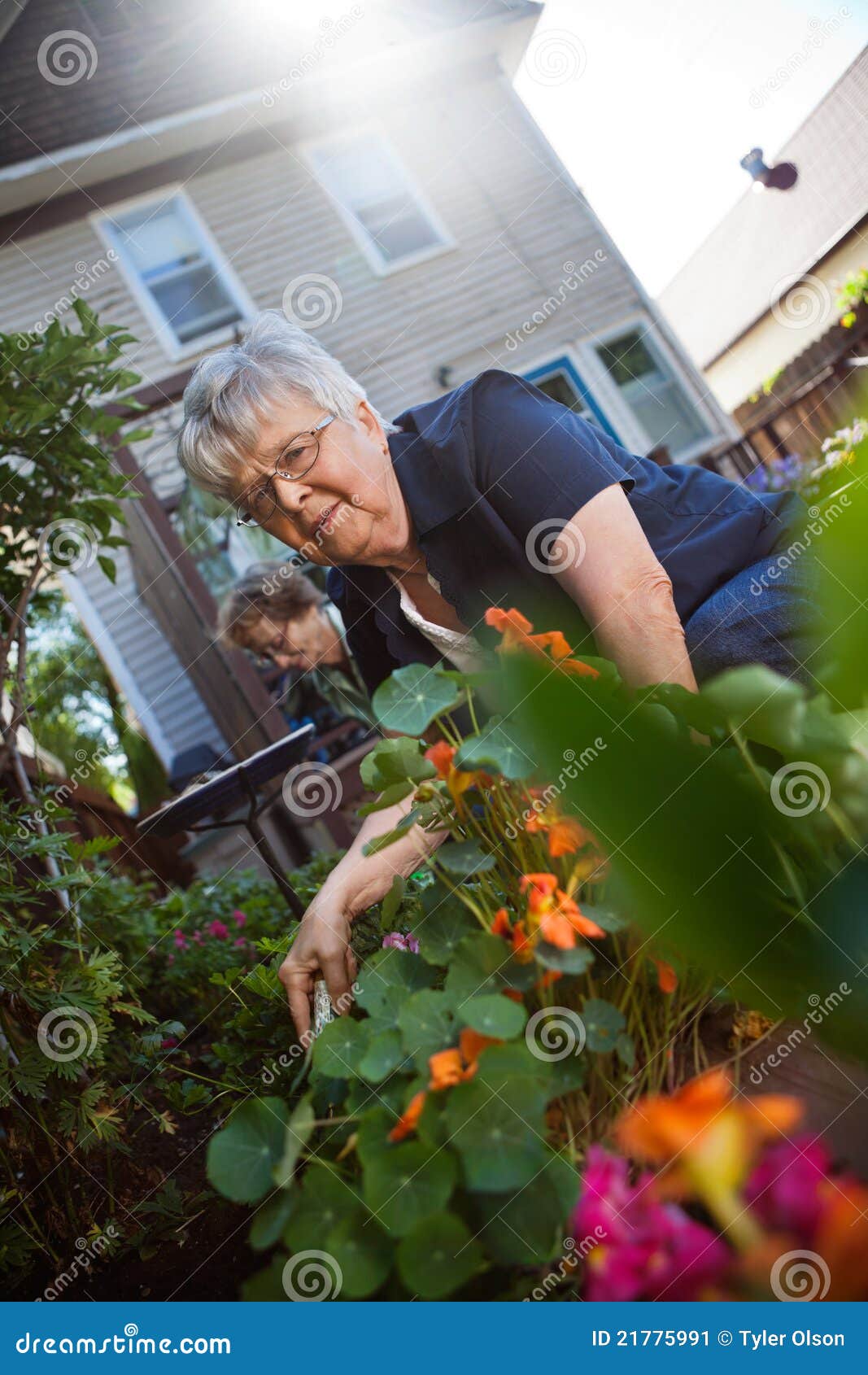 Senior women gardening stock image. Image of adult, caucasian - 21775991