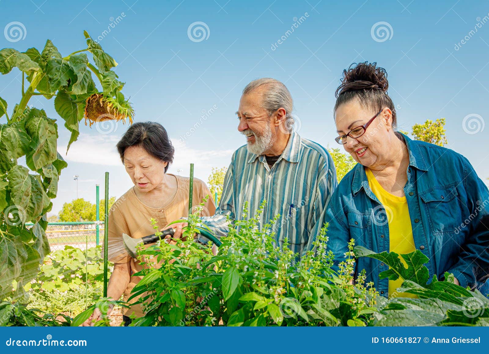 Community Garden With Edible Plants And Fruits Planted By The Residents ...