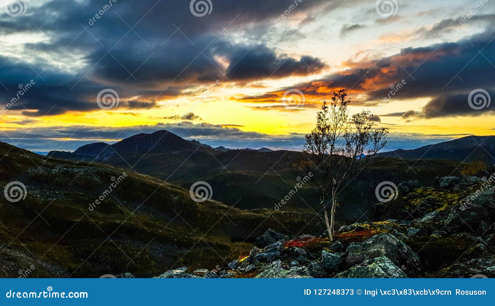 Sunset tree stock image. Image of senja, norway, sunset - 127248373