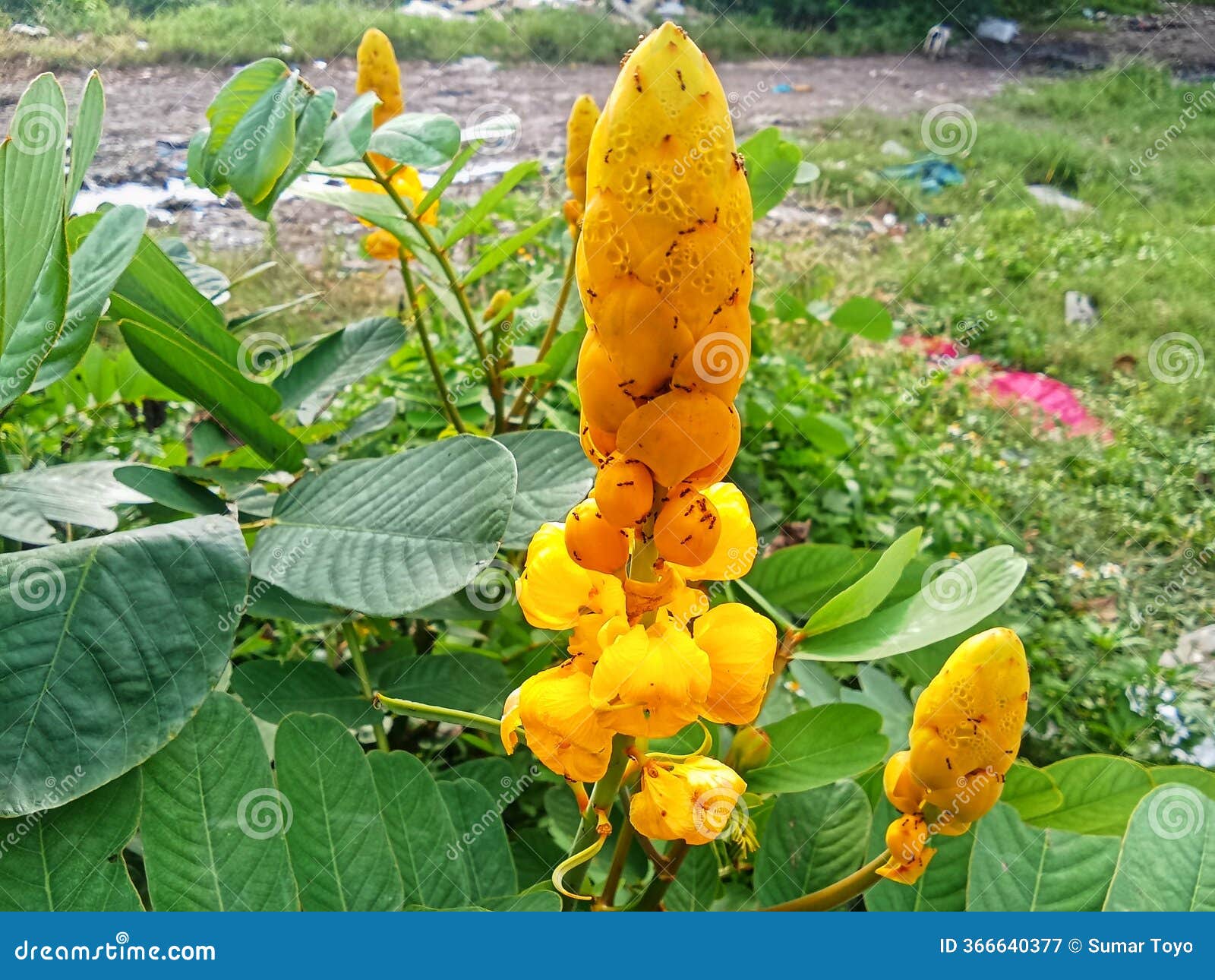 The Senna Alata Or Candle Bush, Candelabra Bush, Ringworm Shrub Stock ...