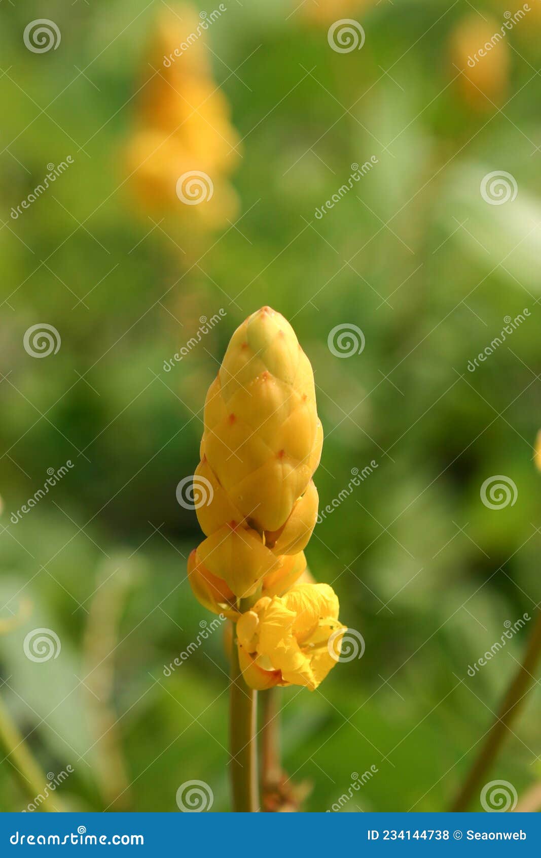 The Senna Alata or Candle Bush, Candelabra Bush, Ringworm Shrub Stock ...