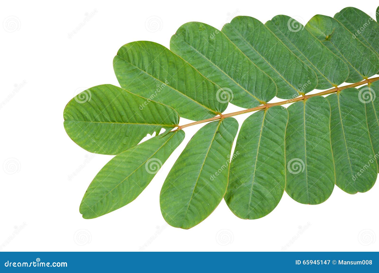 Senna alata leaves stock image. Image of herbal, herb - 65945147