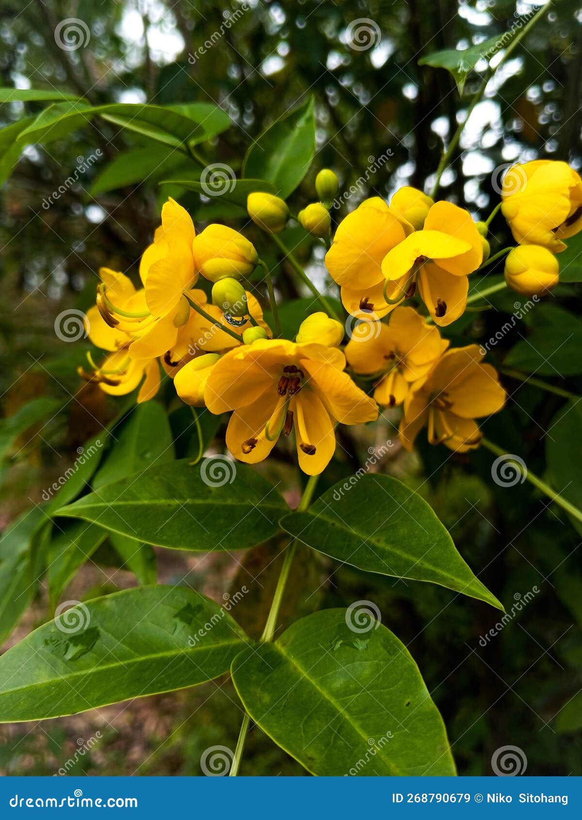 Senna Bicapsularis Wild but Beautiful Stock Image - Image of fruit ...