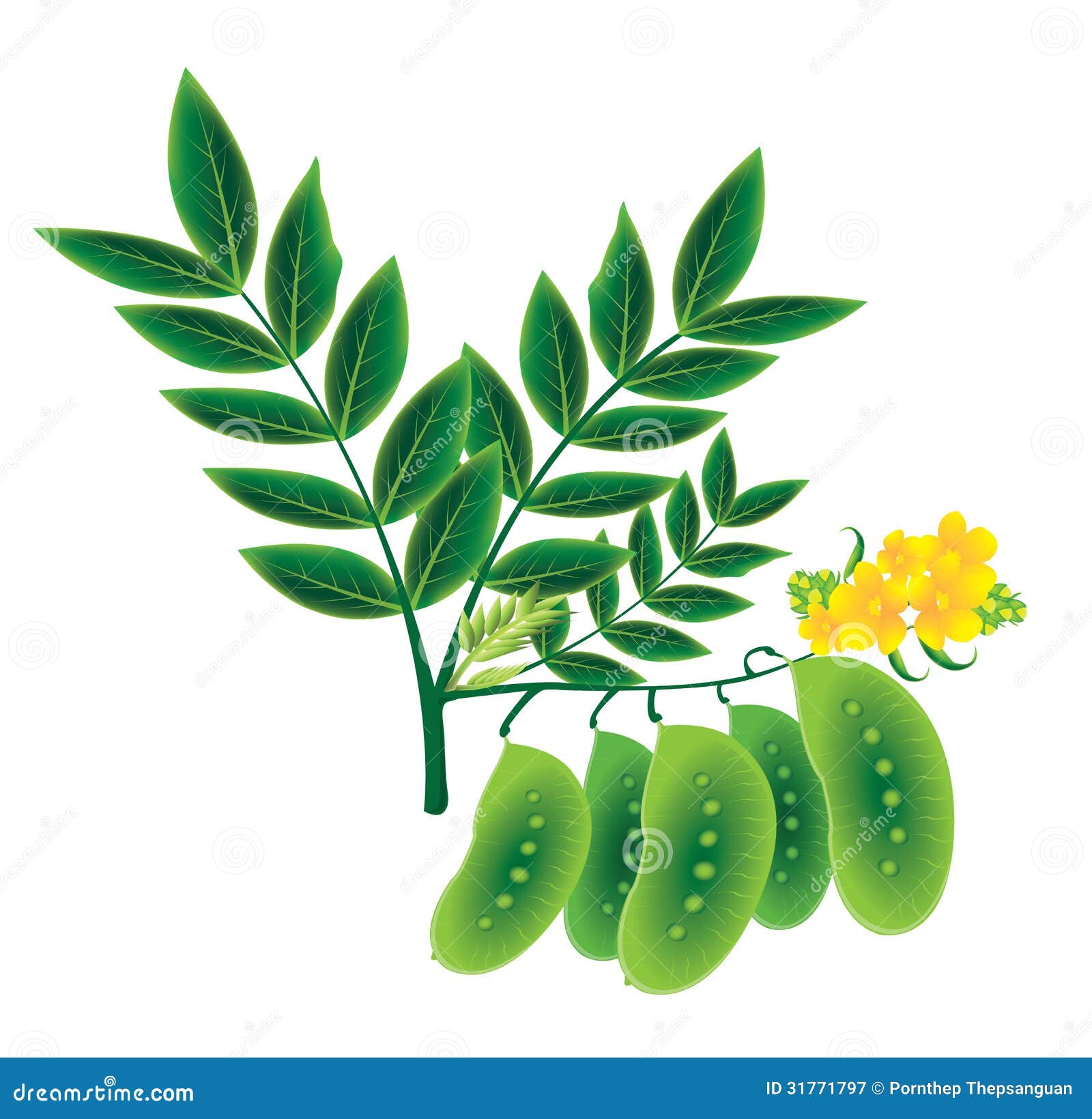 Senna Vector Drawing. Isolated Medical Flower And Leaves. Herbal ...