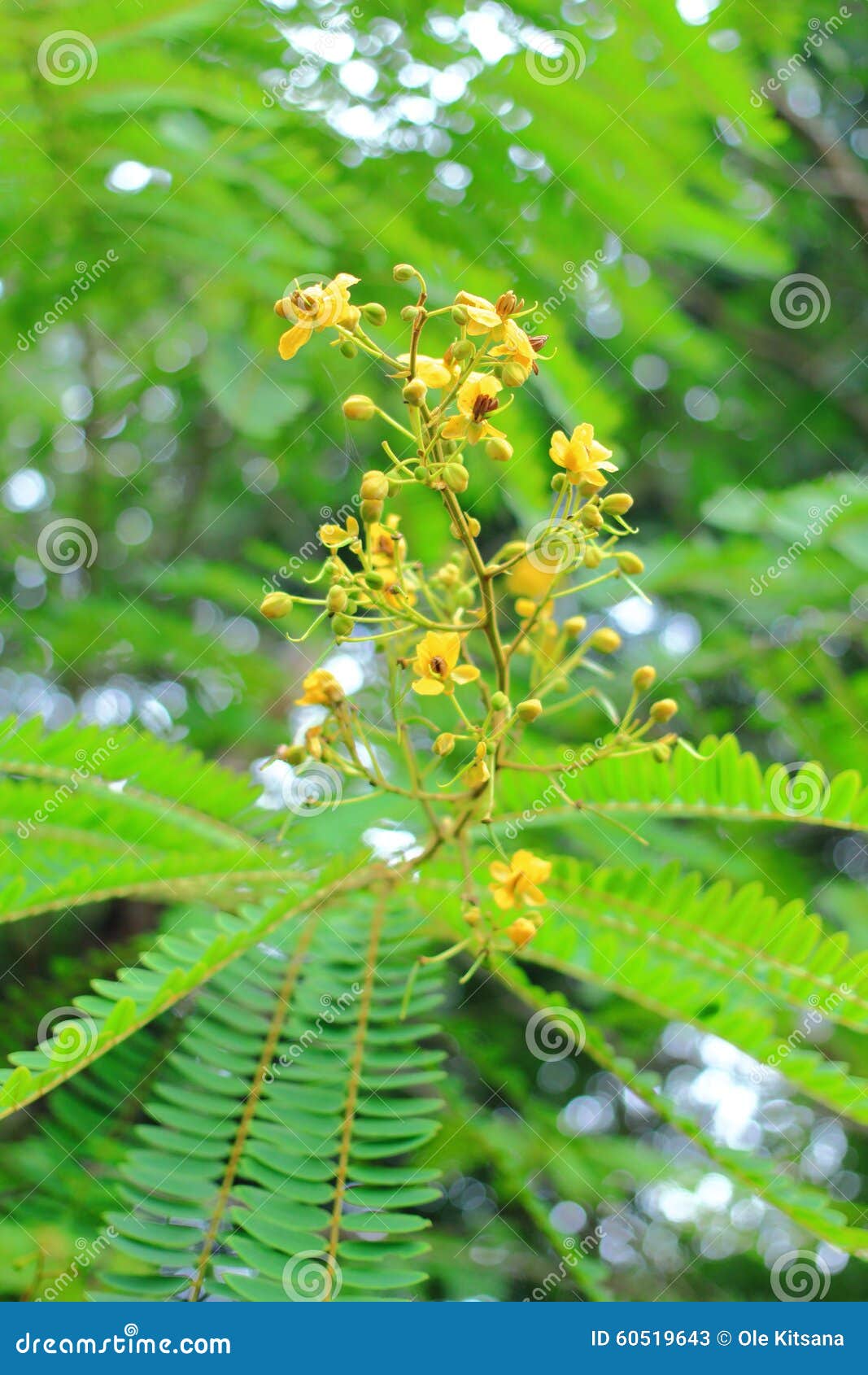 Senna Siamea, Tropical Tree Isolated On White Stock Photo ...