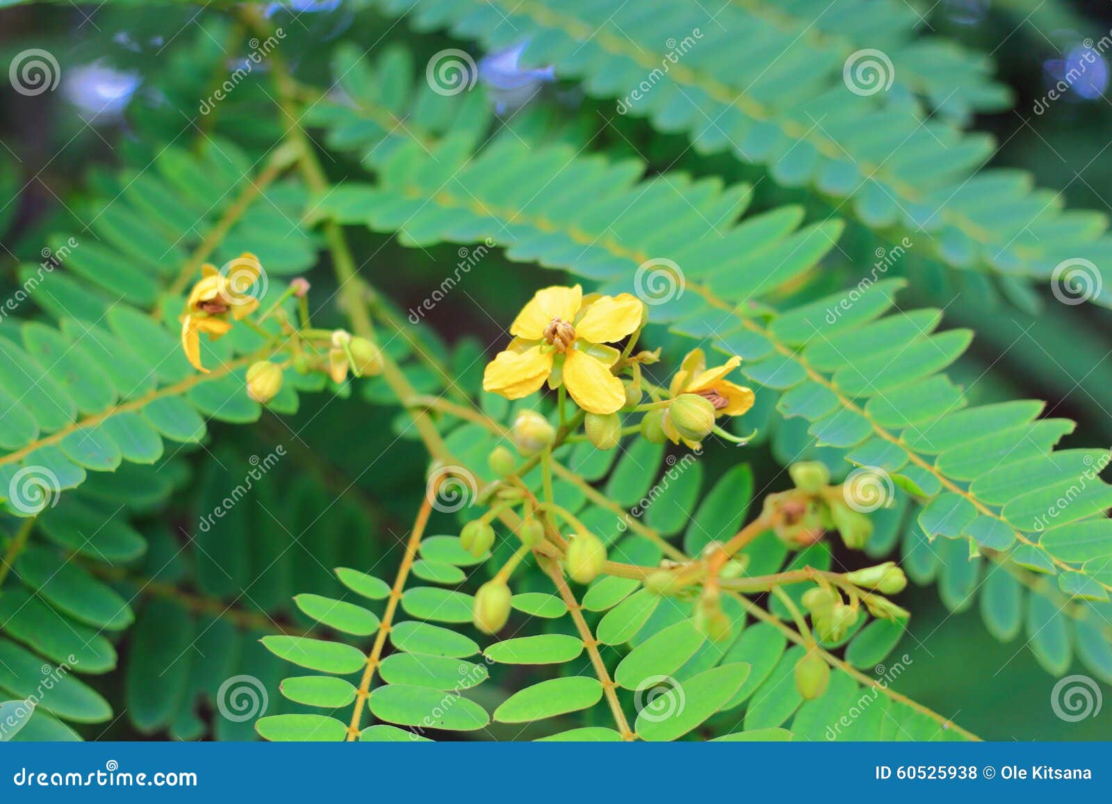 Senna siamea stock photo. Image of senna, flower, leaf - 60525938