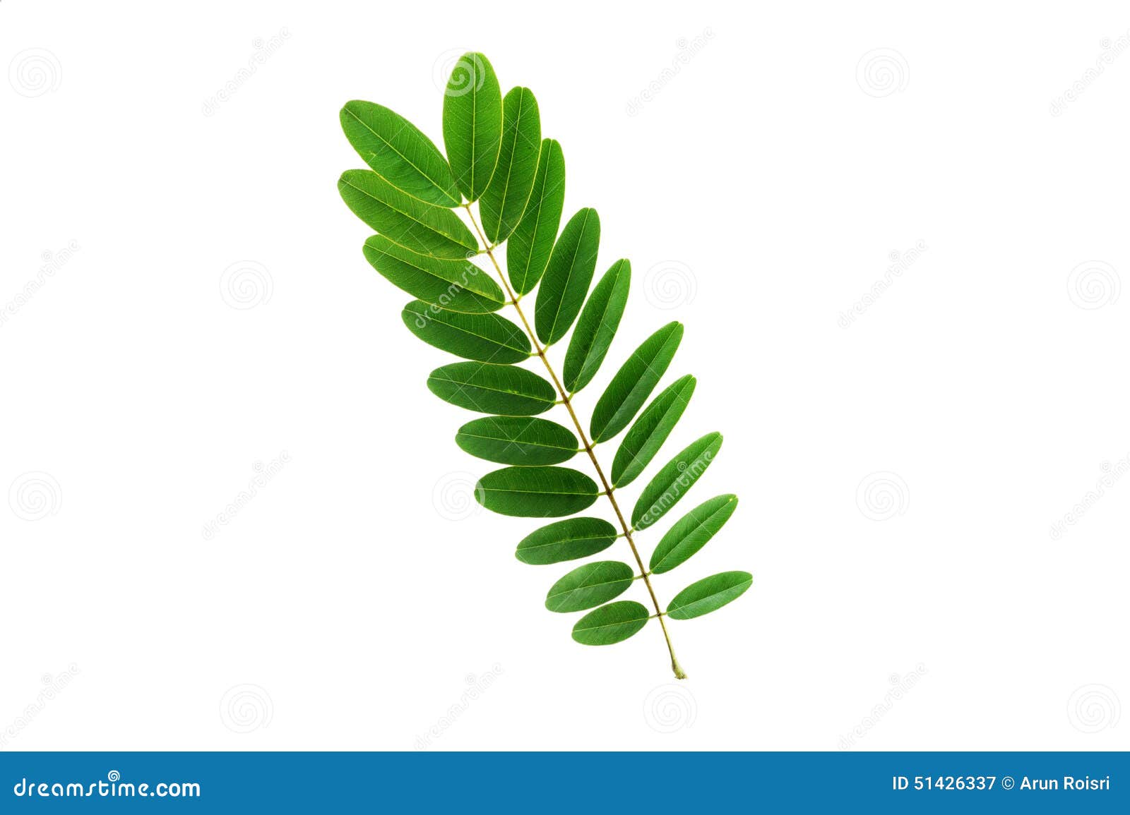 (Senna Siamea (Lam.) H.S.Irwin & Barneby), Leaf Form and Texture Stock ...