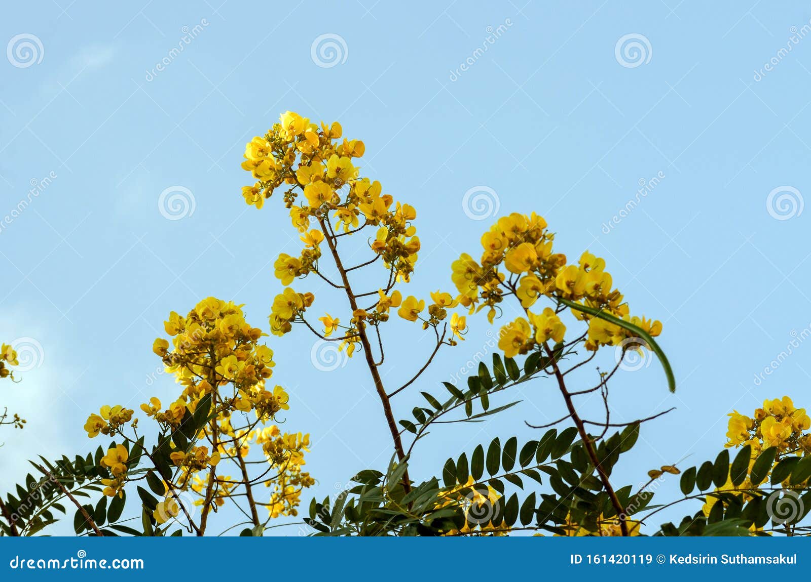 Senna Spectabilis Flower Tree with Blue Sky Stock Image - Image of ...