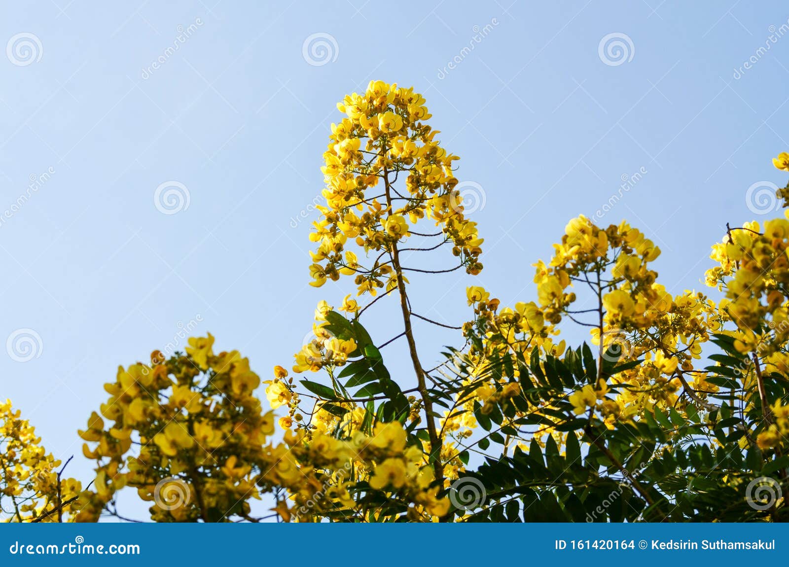 Senna Spectabilis Flower Tree with Blue Sky Stock Photo - Image of ...
