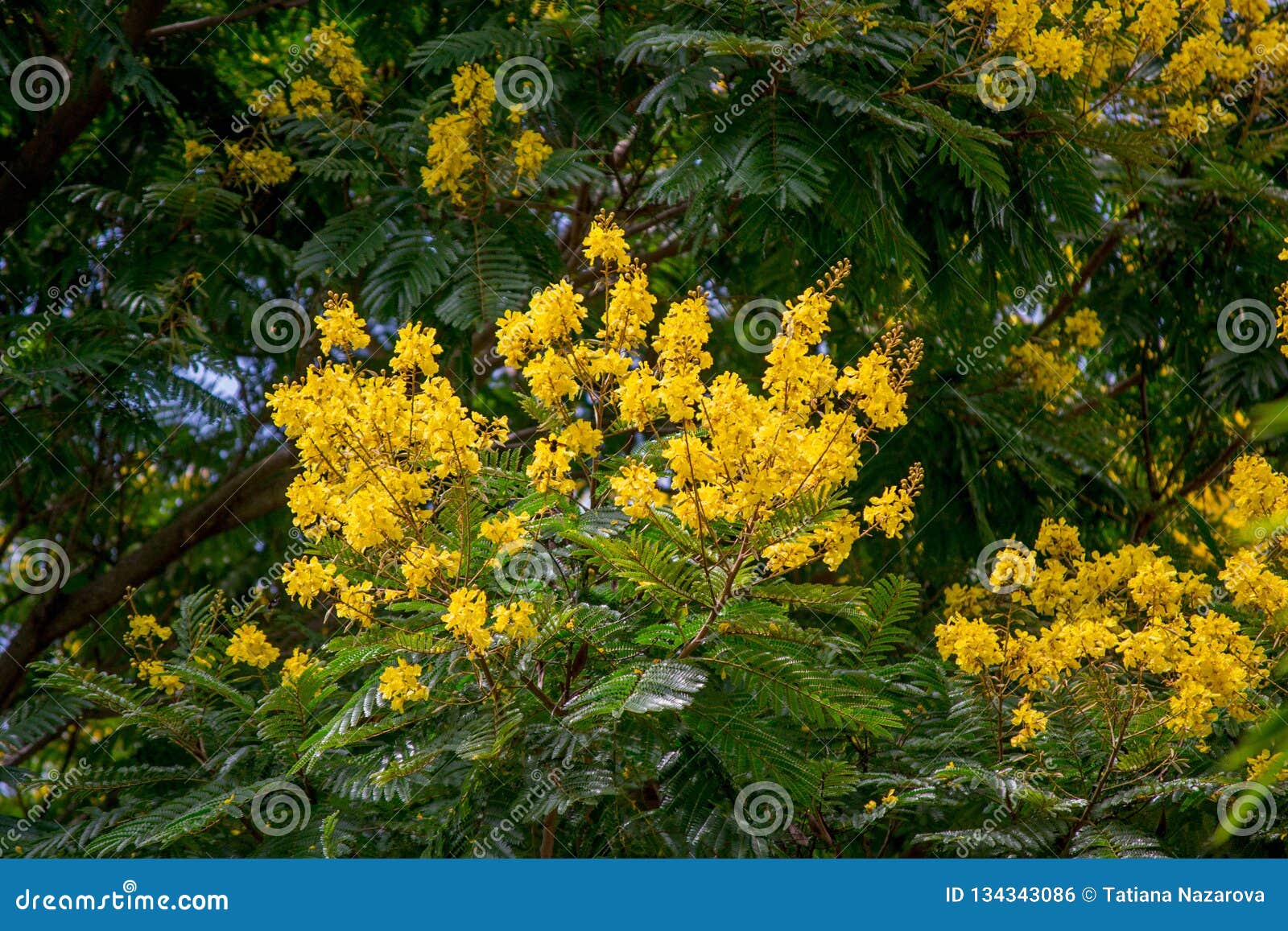 Senna Spectabilis with Flowers Stock Photo - Image of beautiful ...
