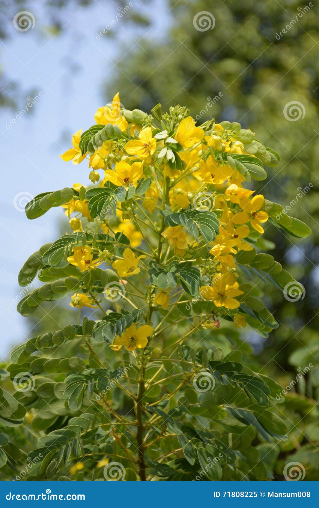 Senna surattensis flower stock image. Image of botany - 71808225