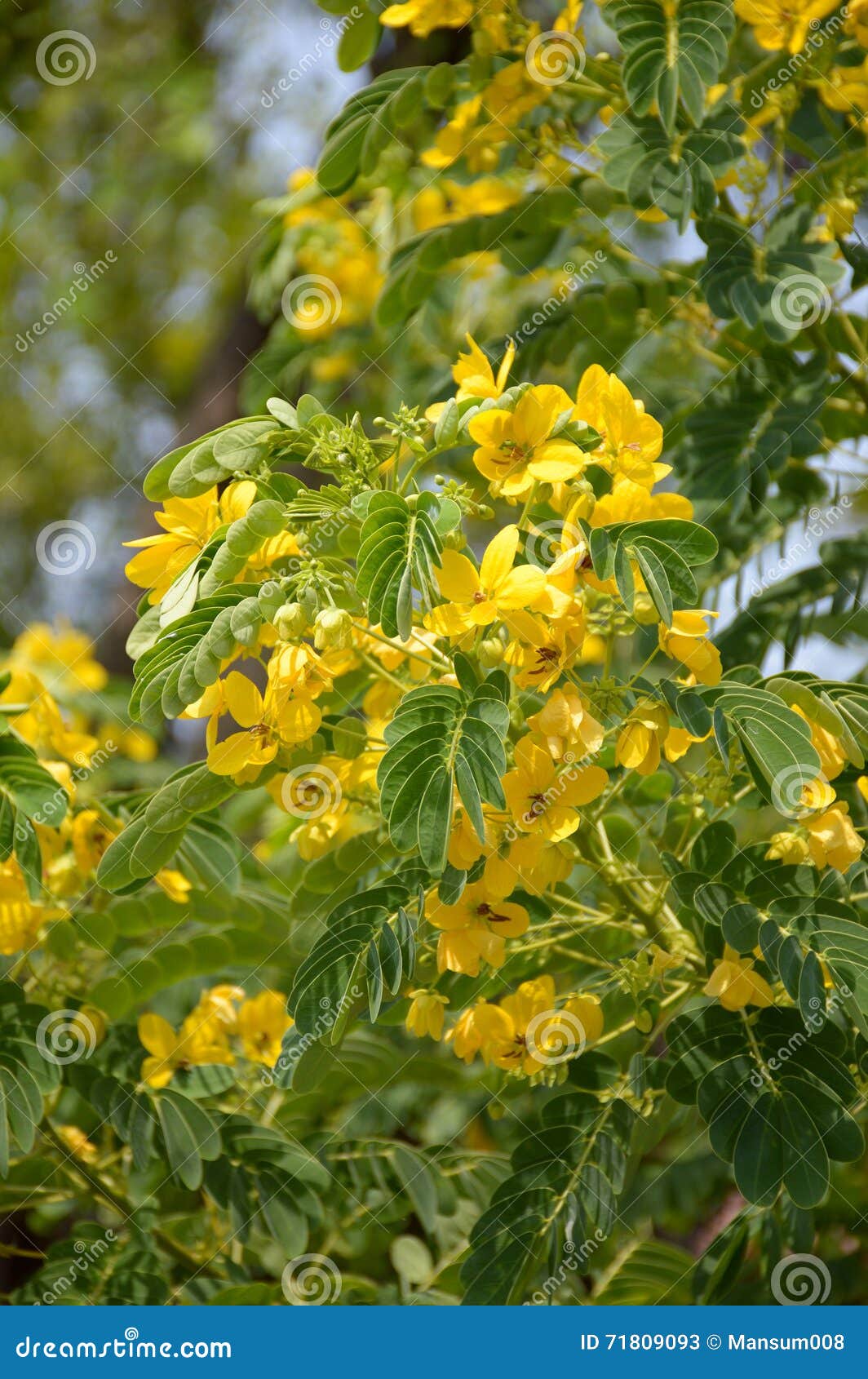 Senna surattensis flower stock image. Image of leaf, scrambled - 71809093