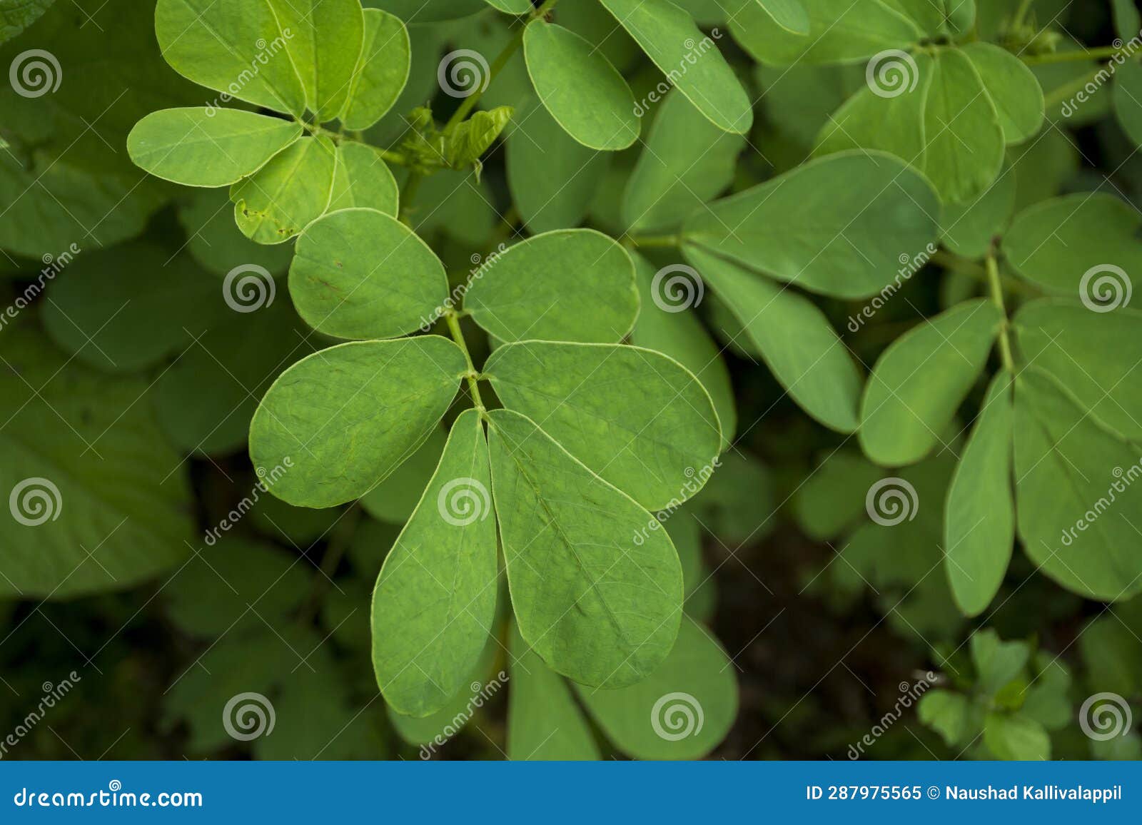 Senna Tora (Cassia Tora, Tora, Sickle Senna, Sickle Pod, Tora, Coffee ...