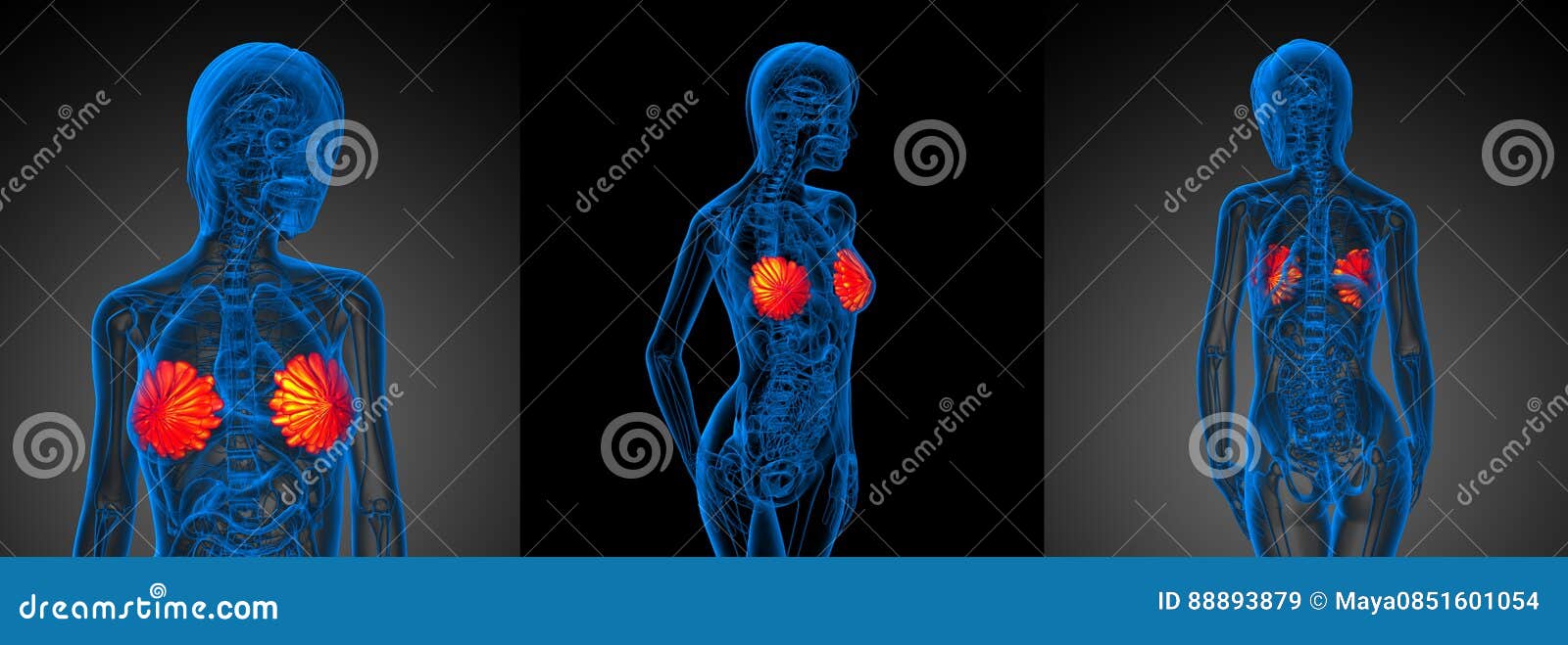 Seno umano illustrazione di stock. Illustrazione di organismo - 88893879