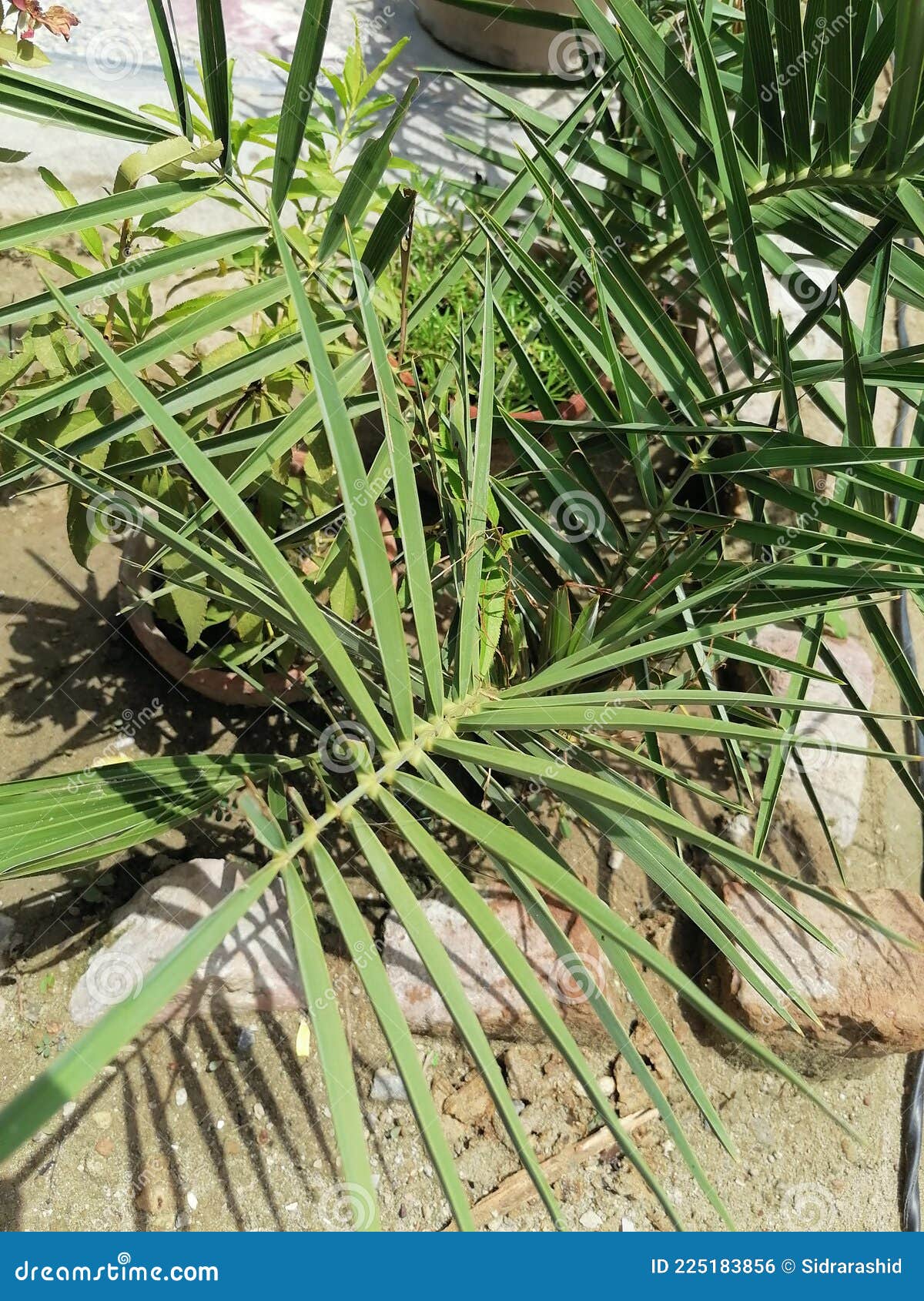 Sensational Date Leave with Its Plant Stock Photo - Image of date ...